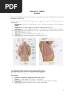 Anatomía de la Región Esternal | PDF | Tórax | Sistema esquelético