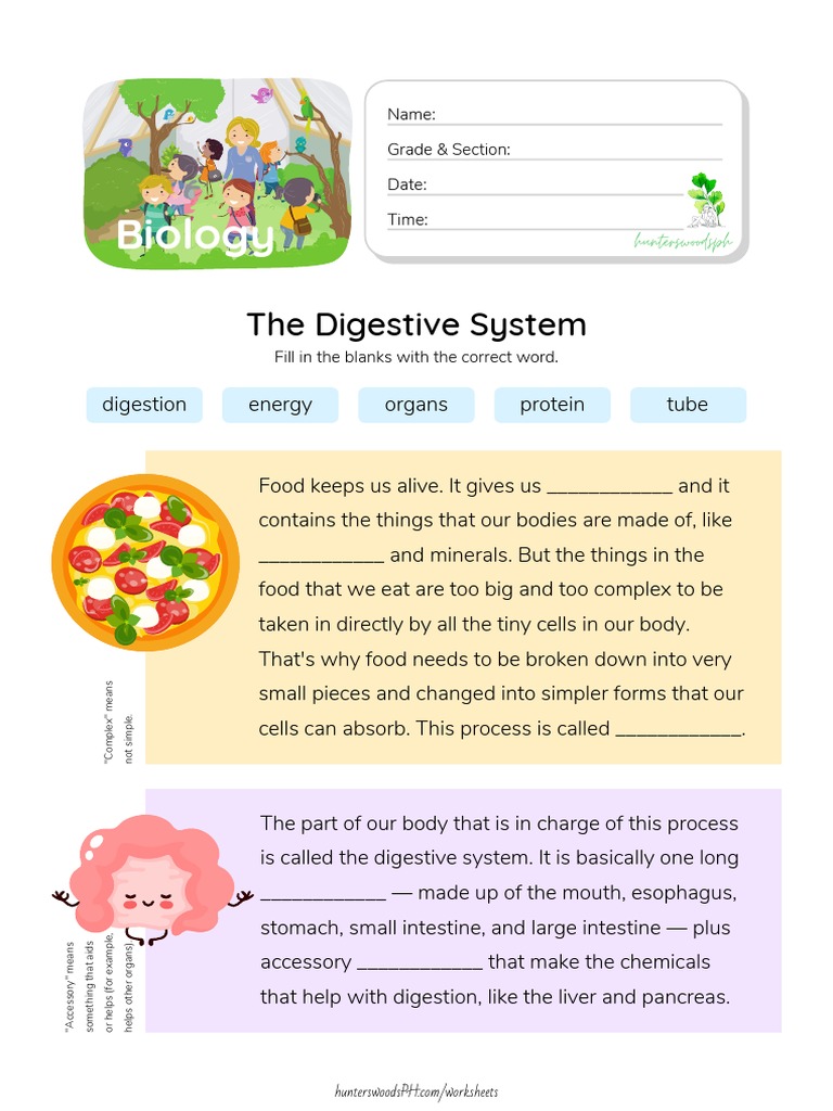 2 How The Digestive System Works Worksheet For Grade 2 | PDF