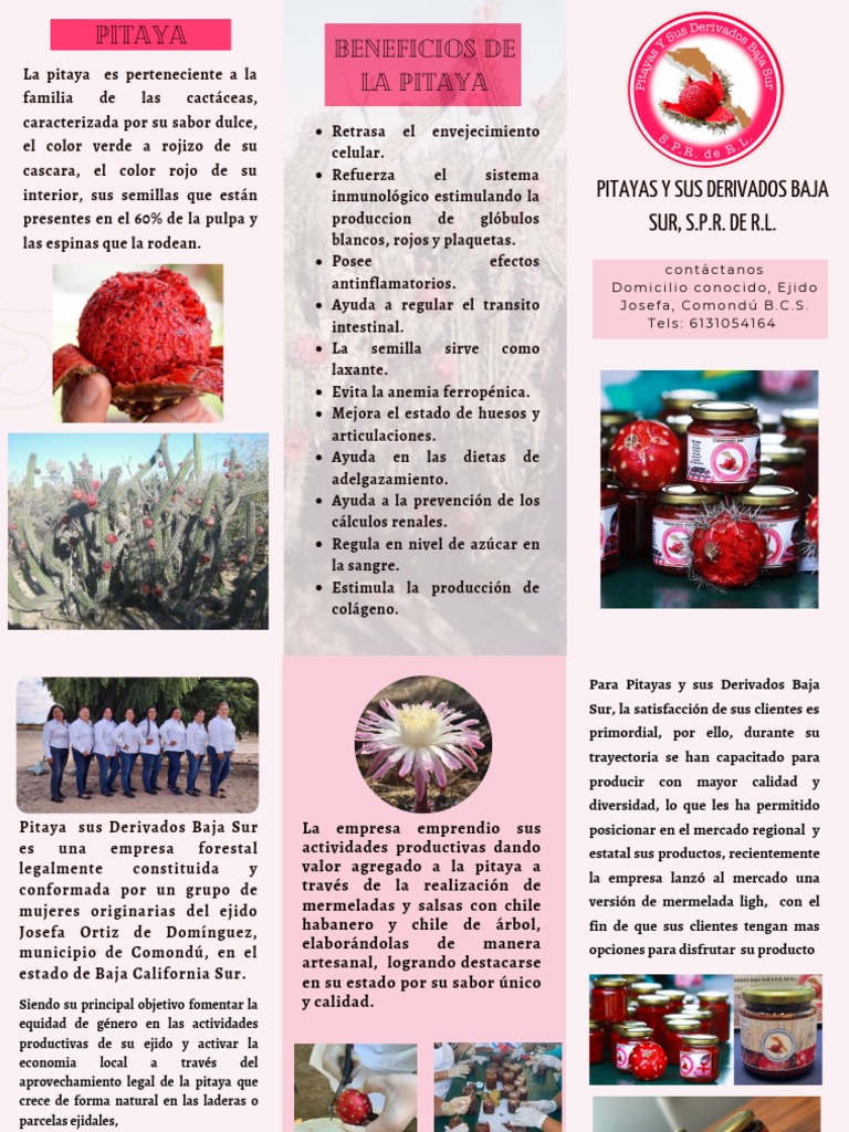 Triptico Final | PDF