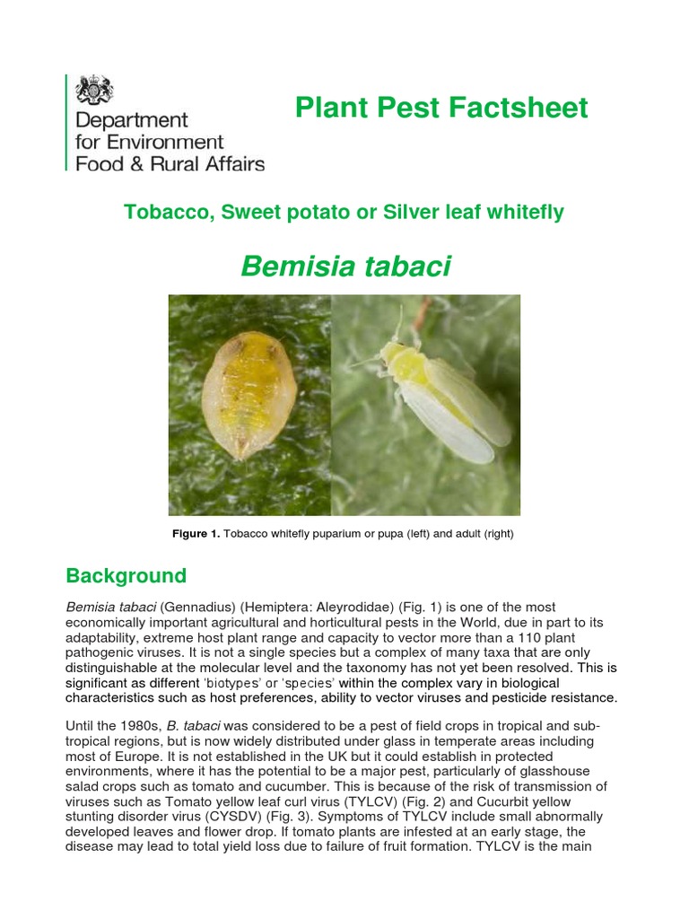 Bemisia Tabaci Defra Plant Pest Factsheet Feb 2017 2 | PDF | Pest ...