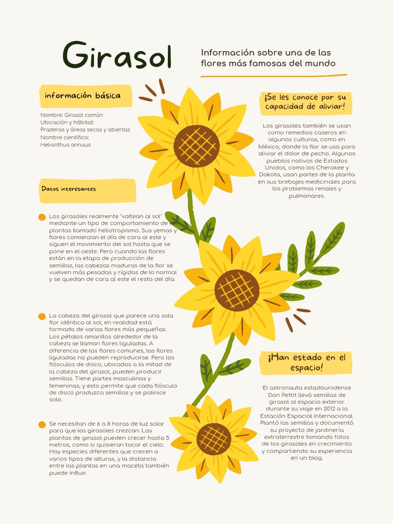 Girasol Todoinfo | PDF | Flores | Plantas