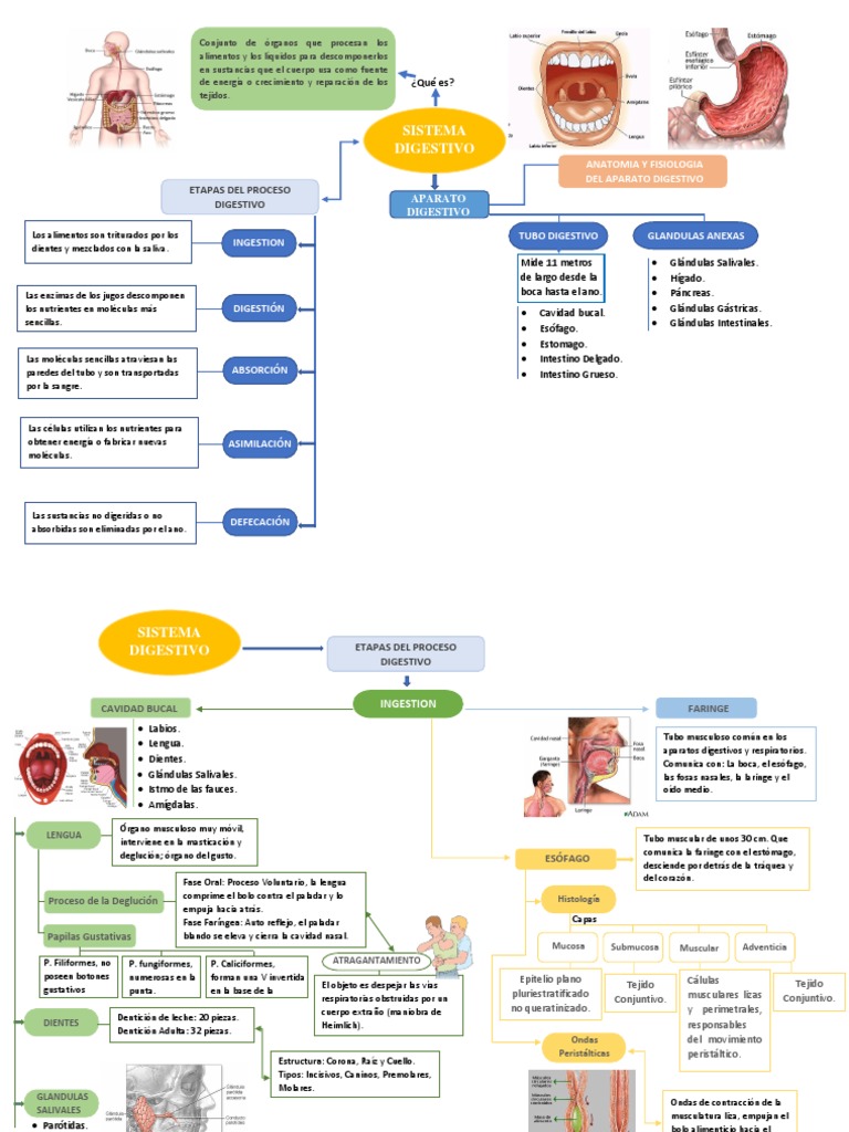 Función de la Motilina en la Digestión | PDF | Sistema digestivo humano ...