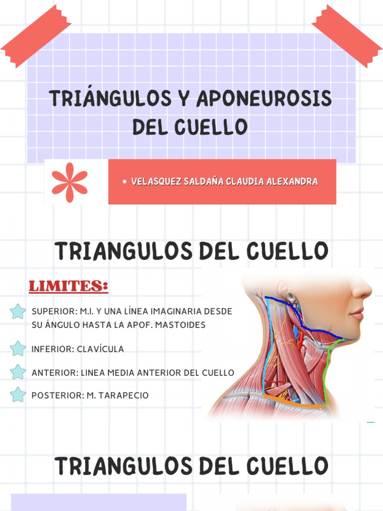 Triangulos Del Cuello y Aponeurosis | PDF | Anatomía humana | Cabeza y cuello humanos