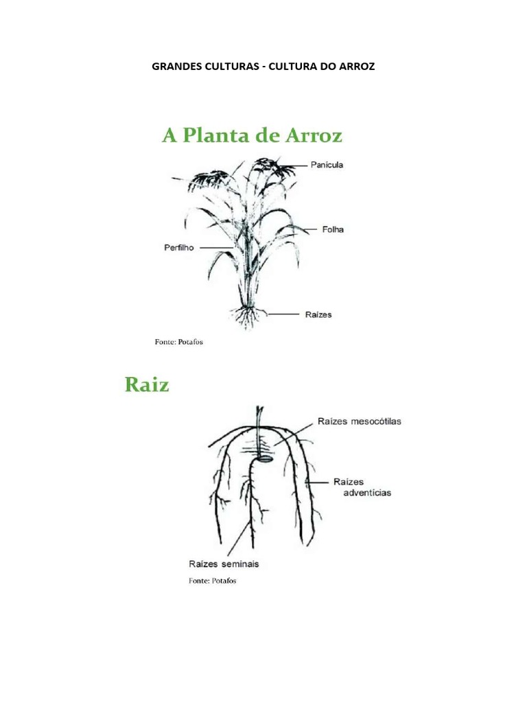 Fisiologa Do Arooz Grandes Culturas | PDF