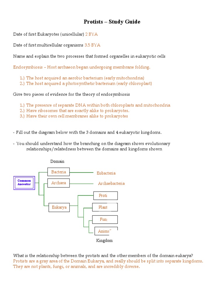 Protists Study Guide: Eukaryotic Diversity | PDF | Eukaryotes | Cell ...