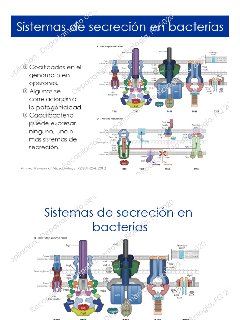 Sistemas de secreción en bacterias | PDF | Secreción | Las bacterias