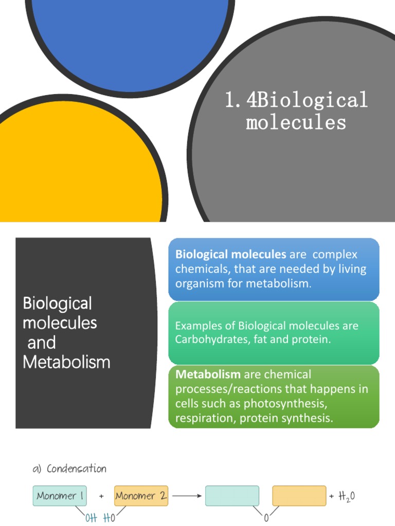 1.4 Biological Molecule Ppt. | PDF | Carbohydrates | Polysaccharide
