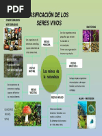 Phylum Arthropoda - Infografía | PDF | Insectos | Araña