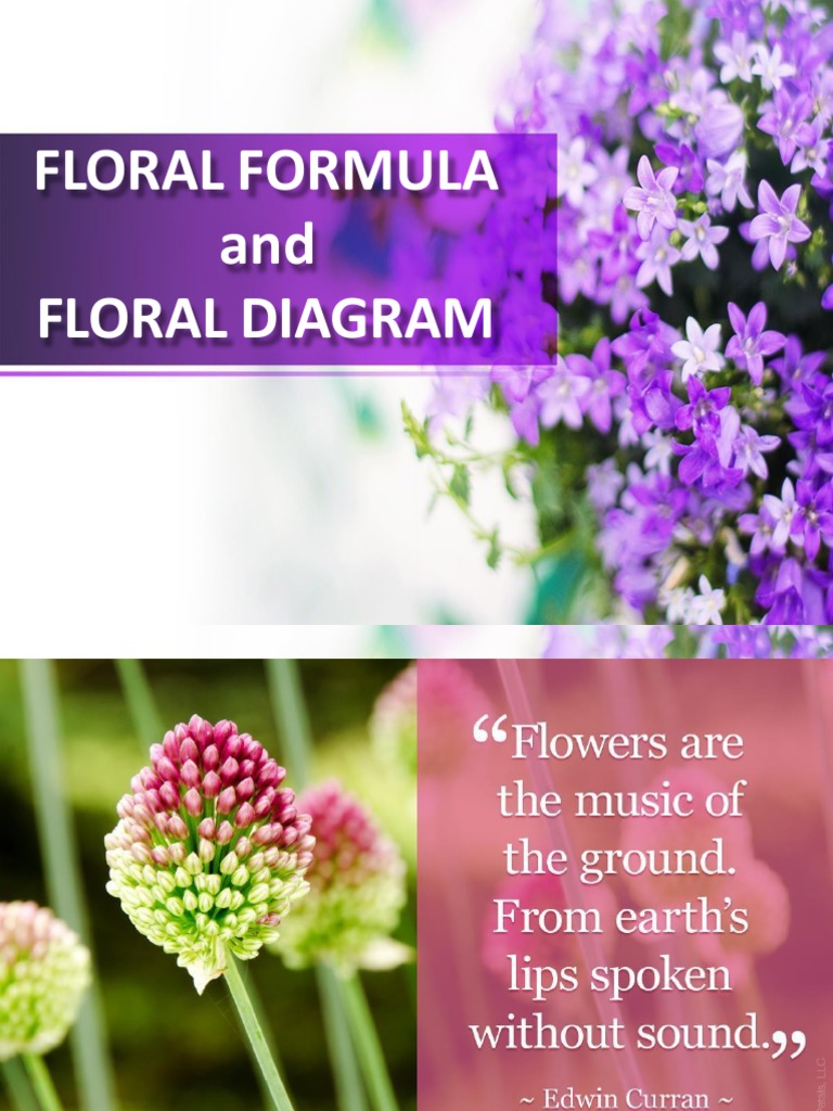 Floral Formula and Floral Diagram Final | PDF | Flowers | Petal