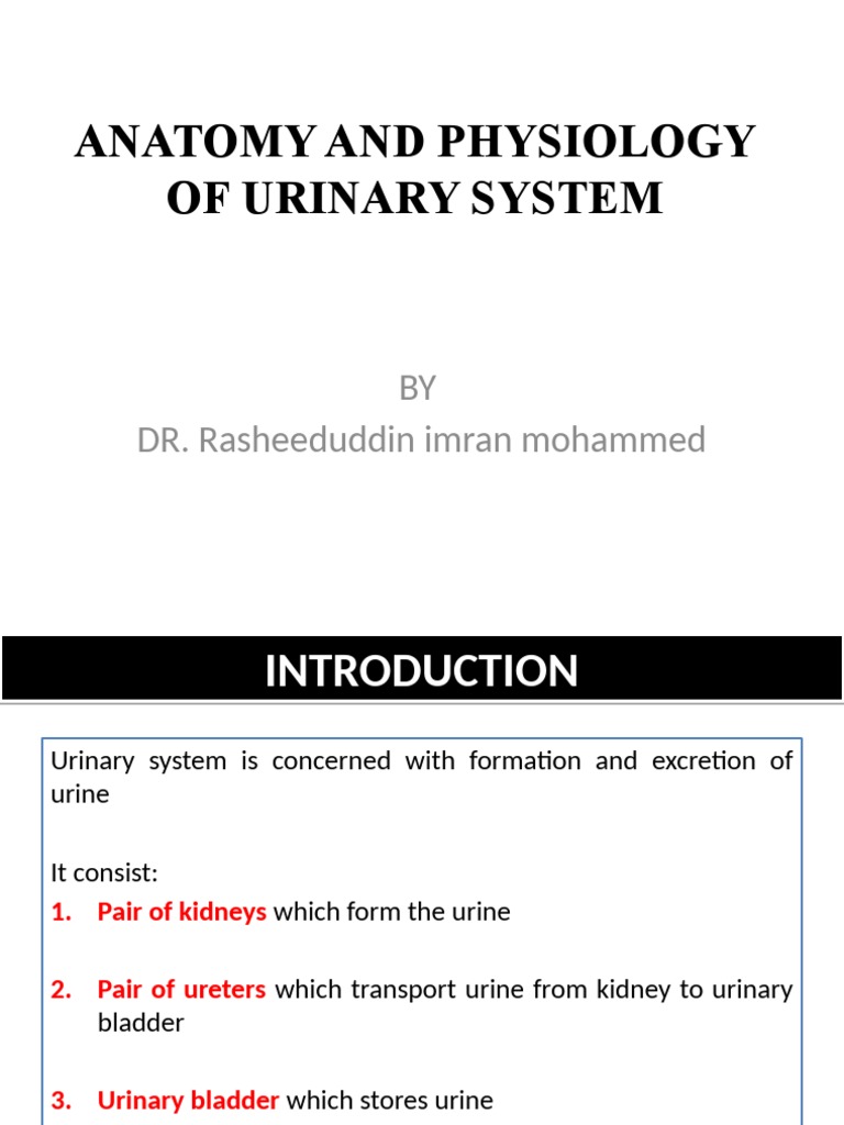 Lab 8 Anatomy Physiology of Urinary System - Tagged | PDF | Creatinine ...