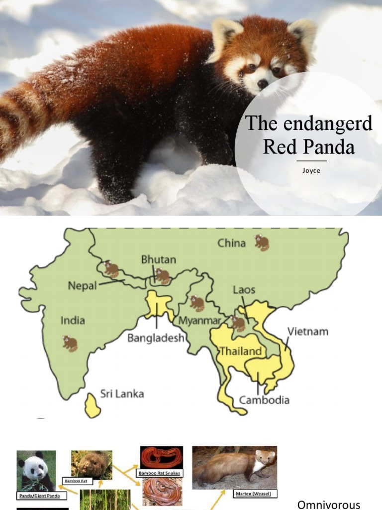 Red Panda | PDF