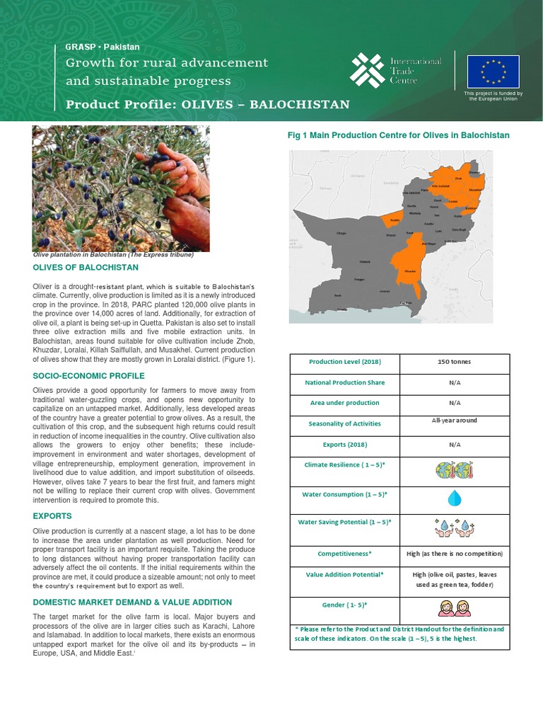 Olives in Balochistan | PDF | Agriculture | Olive