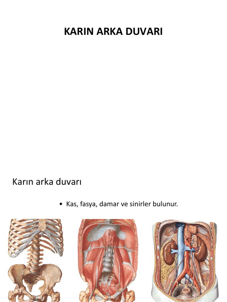 Karın Arka Duvarı | PDF