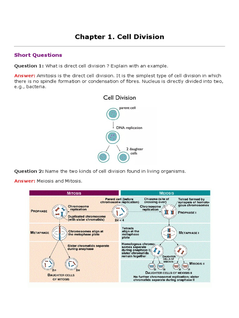 Chapter 1. Cell Division: Short Questions | PDF | Meiosis | Mitosis