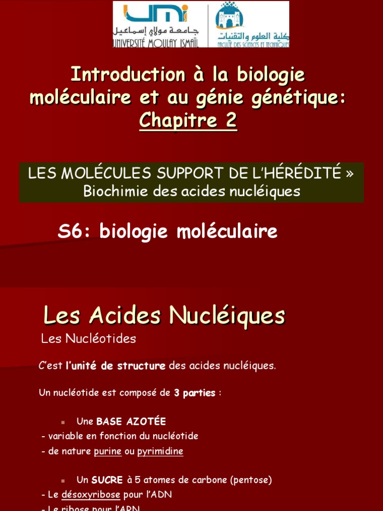 Chapitre 2 2020 | PDF | ADN | Acide nucléique