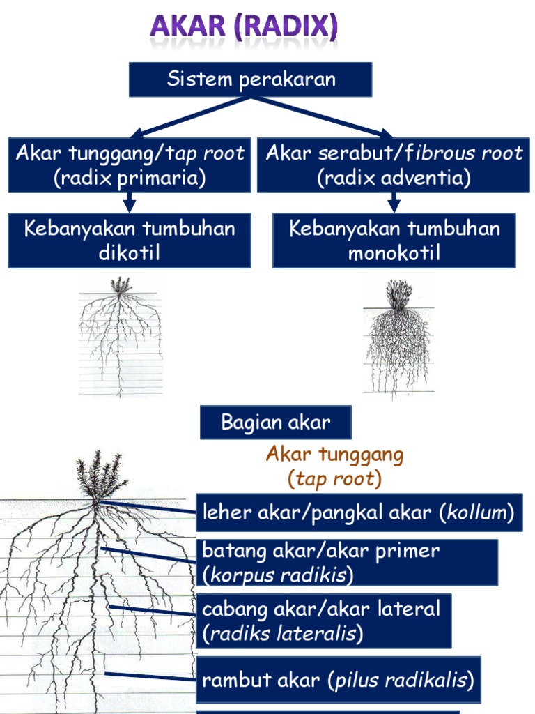 Akar, Modifikasi, Tunas 5 | PDF | Sains & Matematika