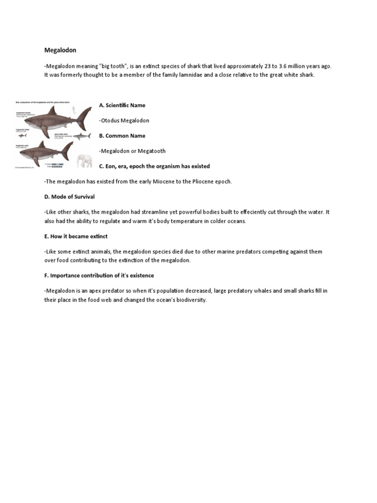 Megalodon | PDF
