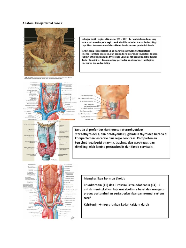 Anatomi Kelejar Tiroid Case 2 | PDF