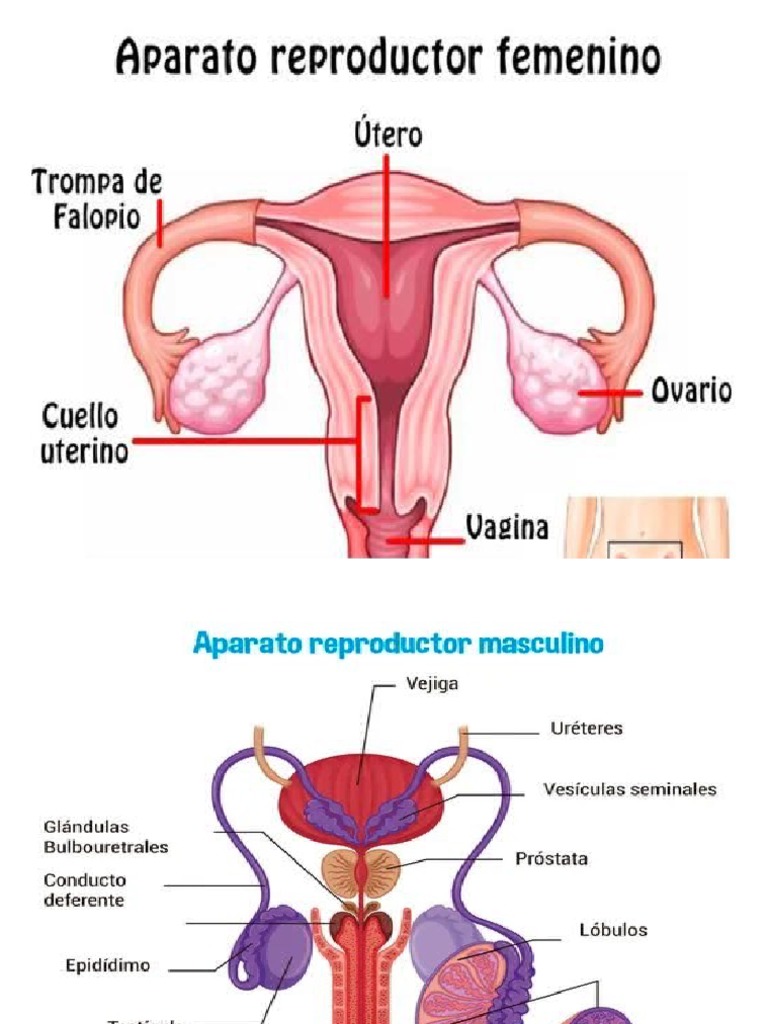 Imagenes de Aparato Rep - Femenino y Masculino | PDF