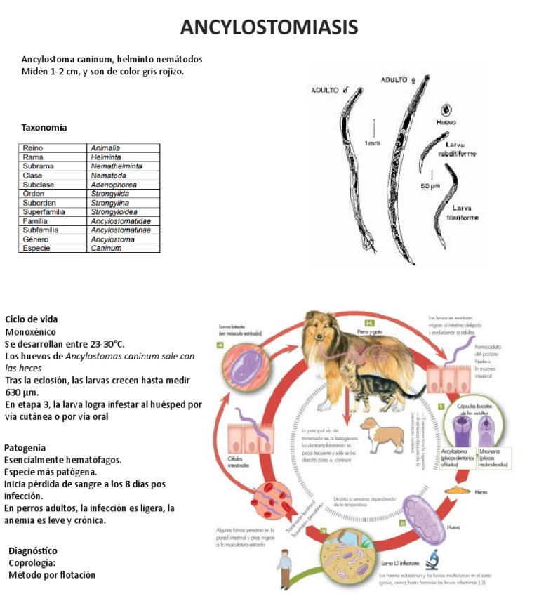 ANCYLOSTOMIASIS | PDF