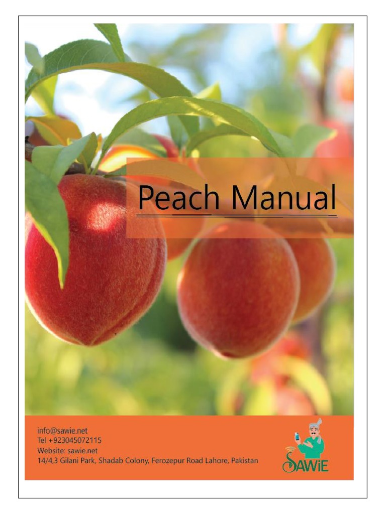 6 - Peach | PDF | Peach | Trees