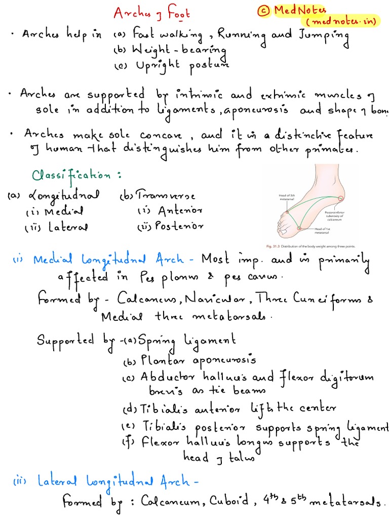 Arches of Foot | PDF | Foot | Musculoskeletal System