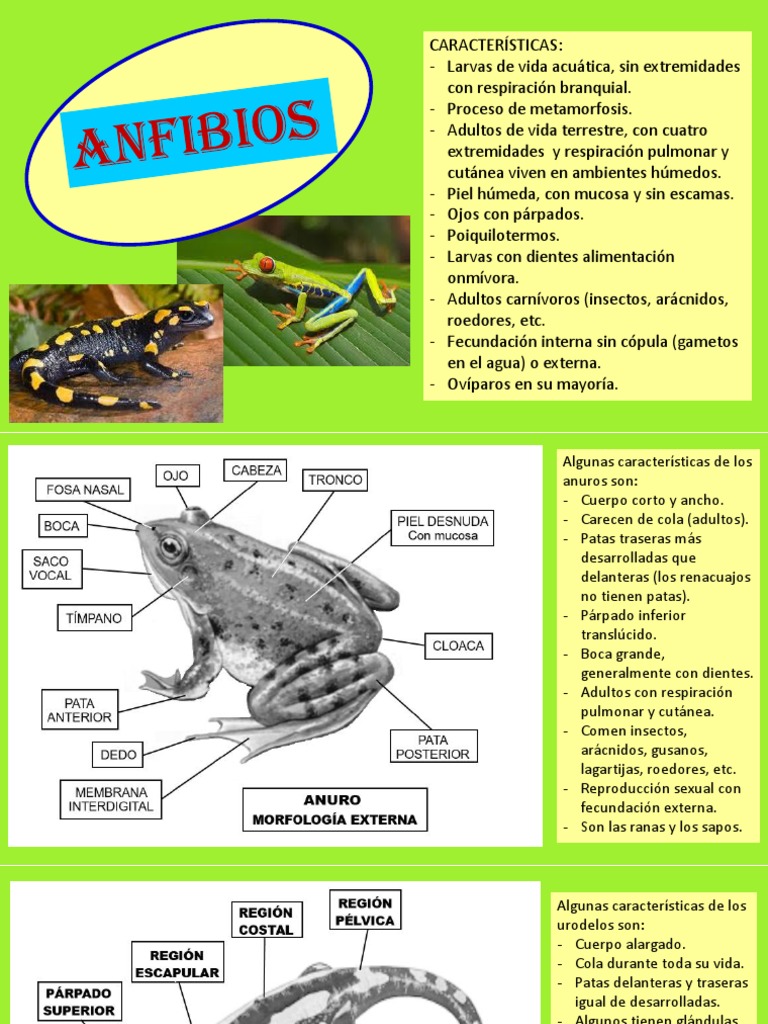 ANFIBIOS | PDF