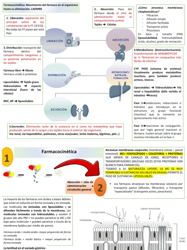 Farmacocinética y Farmacodinamia. Resumen | PDF | Medicamentos con receta | Farmacocinética