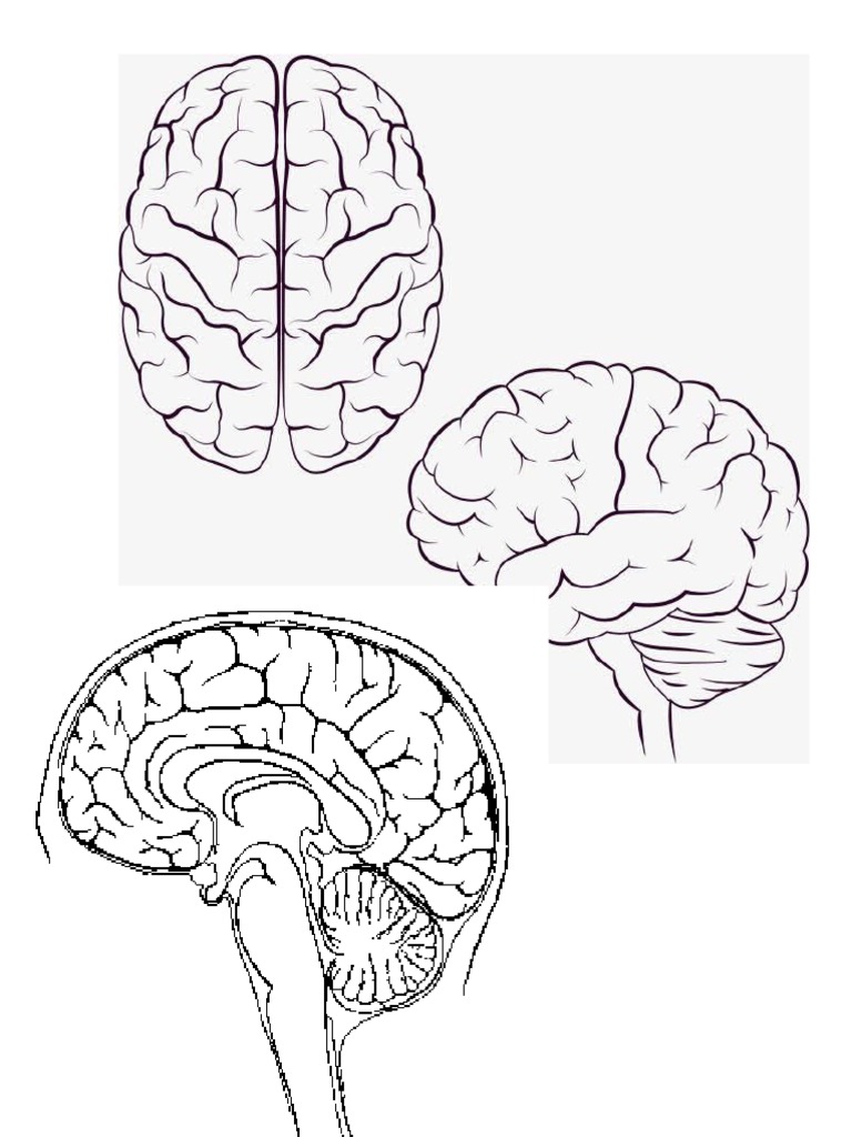 Dibujo Cerebro | PDF