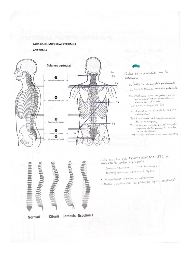 Columna | PDF