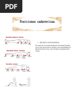 Posiciones Cadavéricas - MOC | PDF | Términos anatómicos de ubicación
