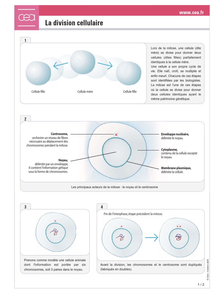 Division Cellulaire | PDF | Mitose | Cellule (Biologie)