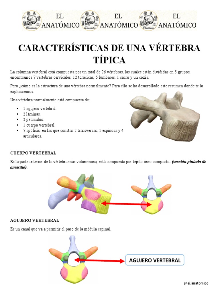 Características de Una Vértebra Típica | PDF | Vértebra | Anatomía humana