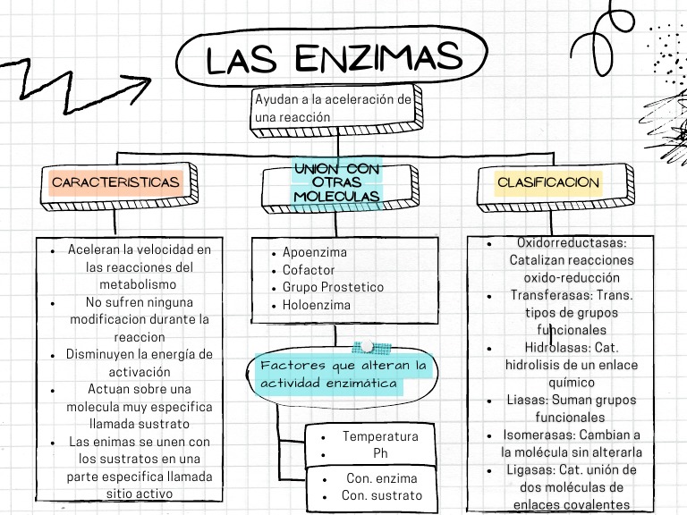 Mapa Conceptual Las Enzimas | PDF