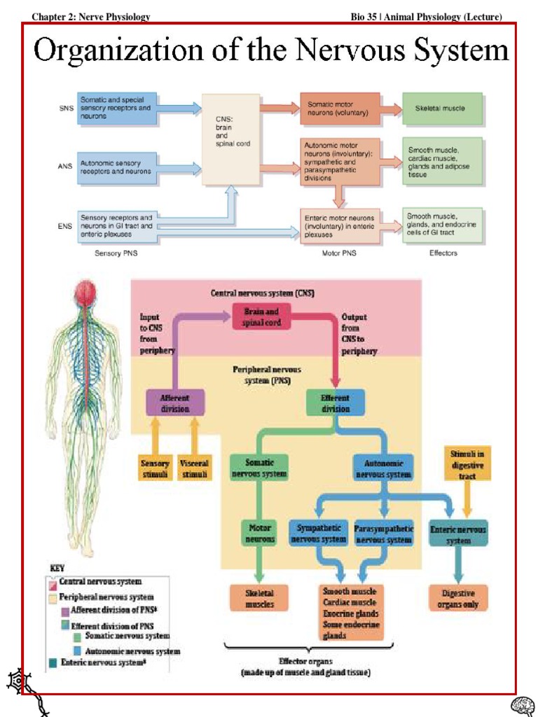 BIO 35 Chapter 2 - Nerve Physiology | PDF | Axon | Action Potential