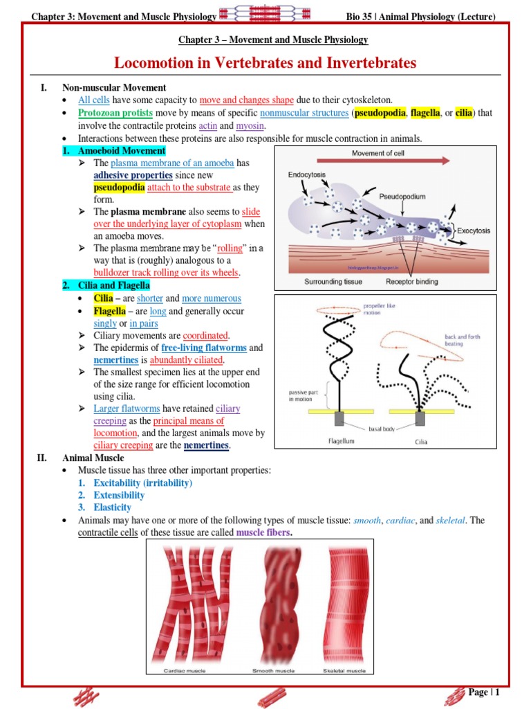 Muscle Physiology and Movement Mechanics | PDF | Muscle Contraction ...