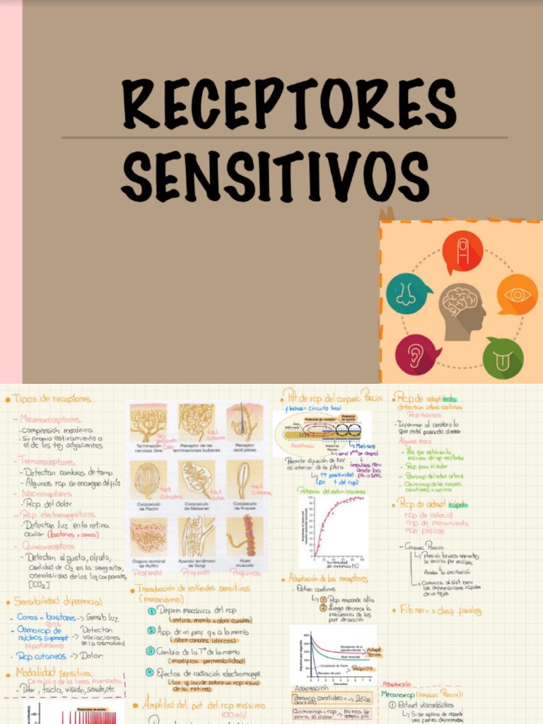 CAPÍTULO 46 Guyton | PDF