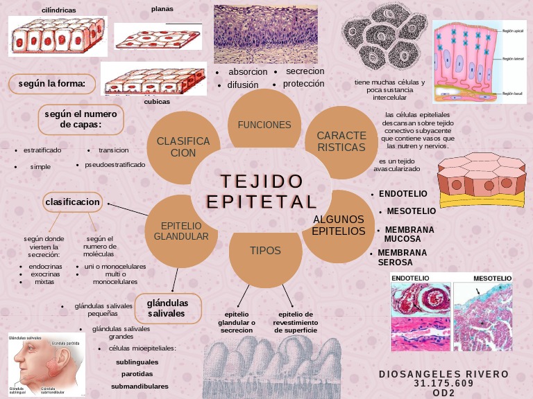 Mapa Mental Histologia | PDF | Epitelio | Microscopía