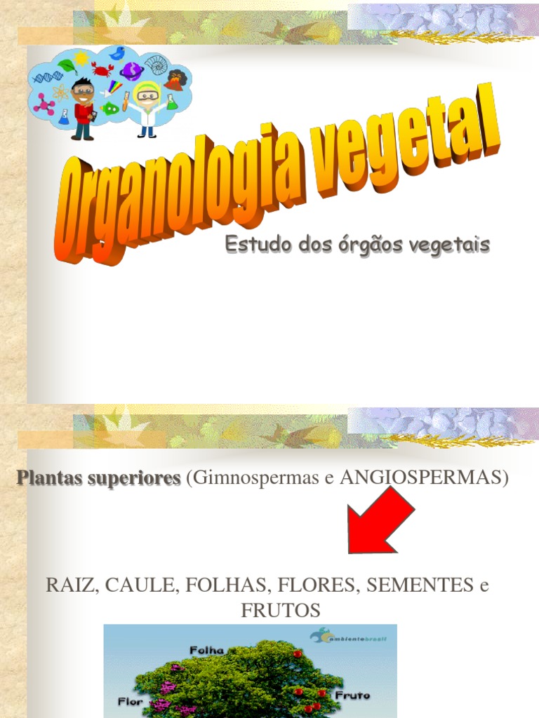 Aula Raiz Caule e Folha | PDF | Raiz | Fruta