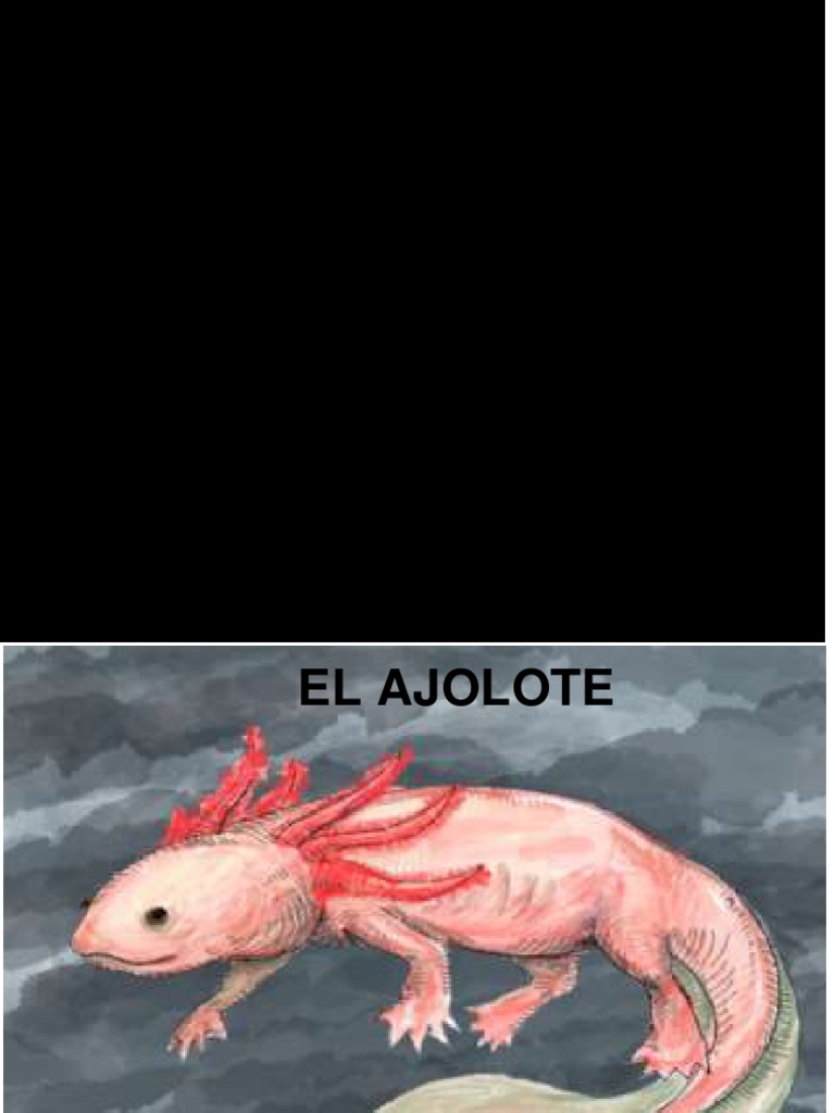 Leyenda Del Ajolote, Una Leyenda Azteca Y Sus Curiosidades – ETSCER