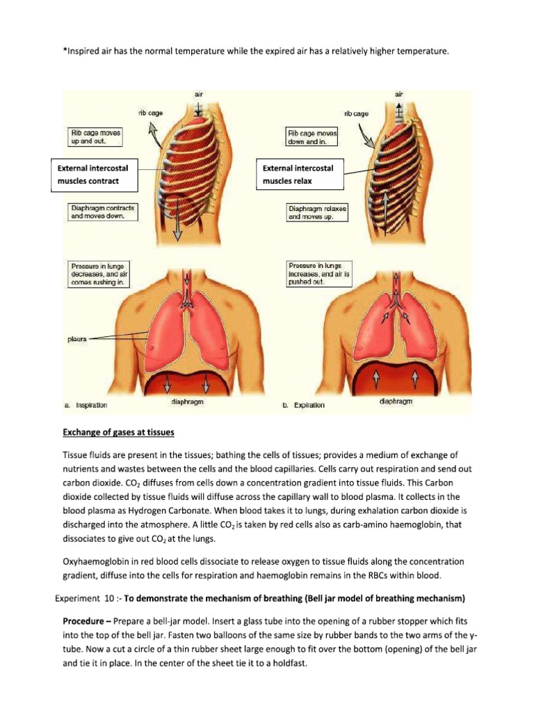 Lesson Note On Bell Jar Model of Breathing and Spirometry | PDF