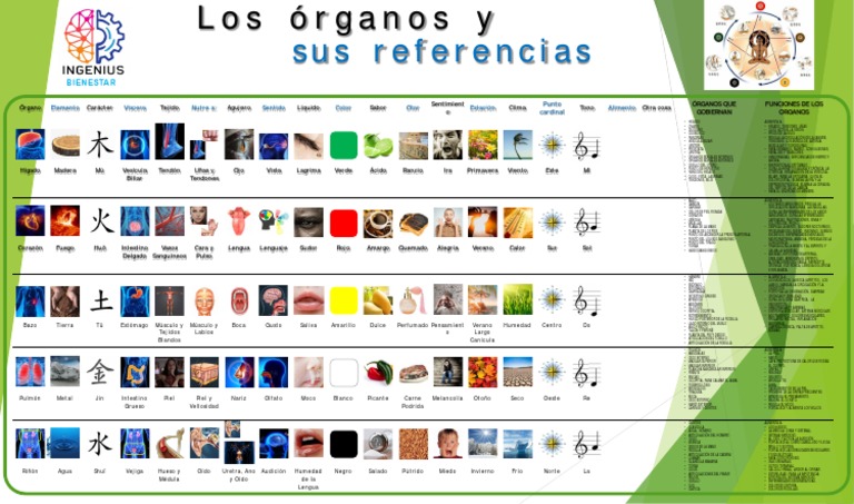 Tabla Órganos y Sus Referencias Color | PDF | Bilis | Sistema digestivo ...