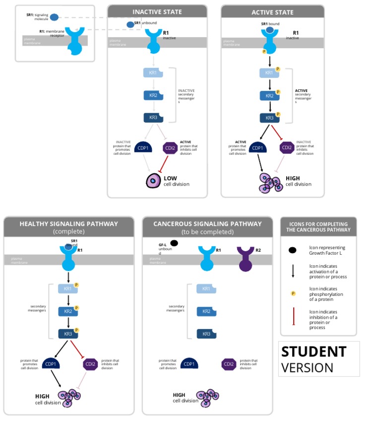 R1 R2 Signal Pathways v1.1 (Student Version) - 2-1 | PDF | Cell ...