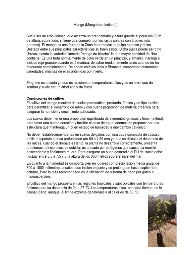 Info Sobre Los Mangos | PDF