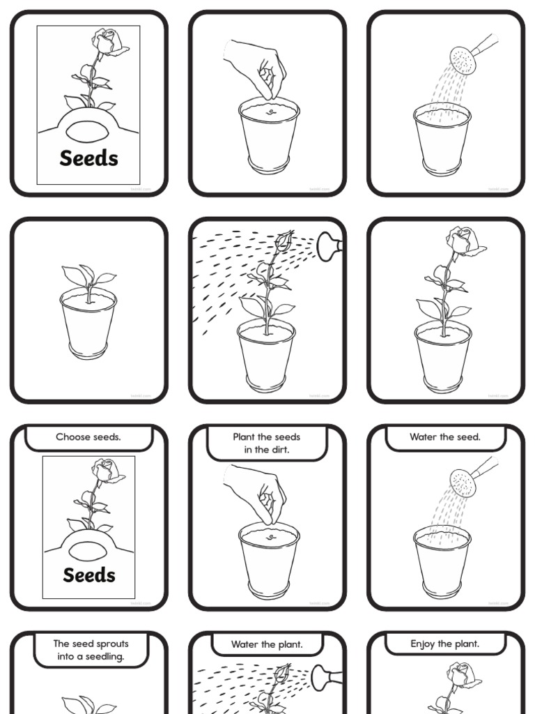 Us Se 11 Ebw Planting A Plant Multi Step Sequencing Cards Eco Black and ...