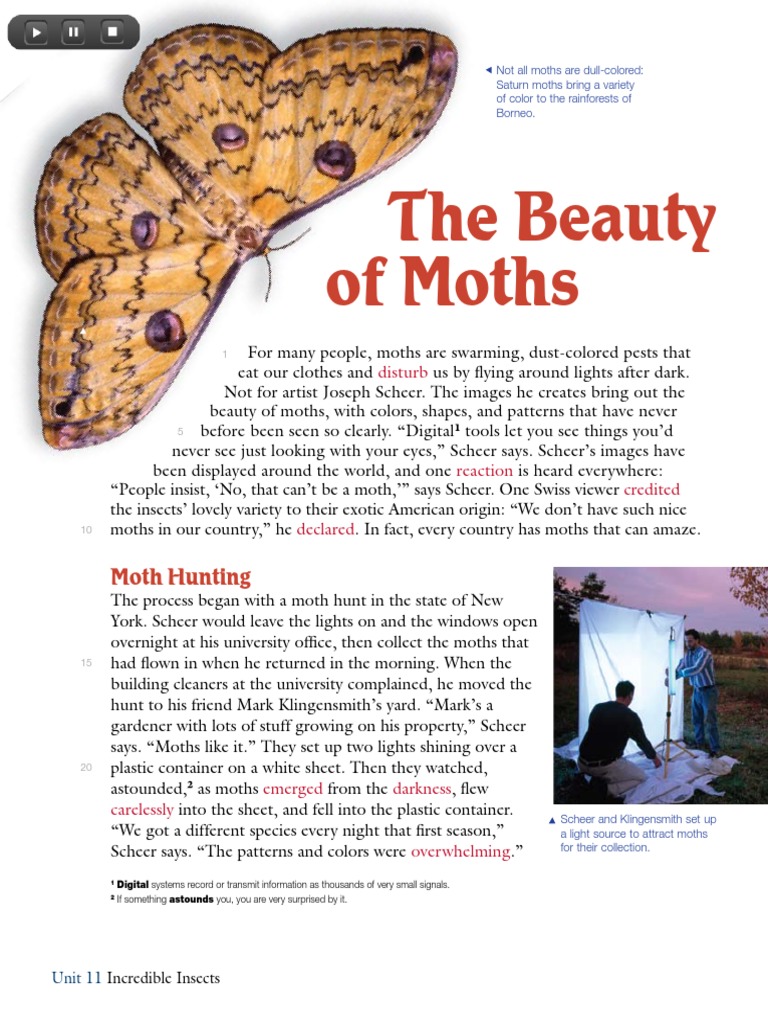 The Beauty of Moths: Moth Hunting | PDF | Image Scanner | Imaging