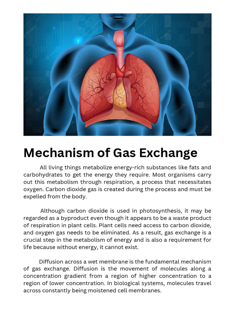 Mechanism of Gas Exchange | PDF | Lung | Stoma