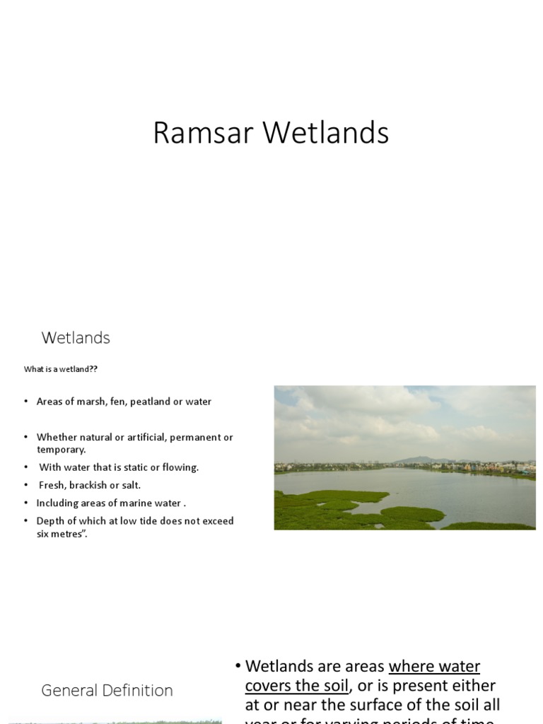 Wetlands | PDF | Wetland | River