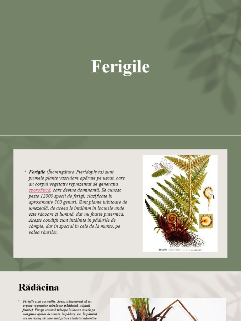 Ferigile Biologie | PDF