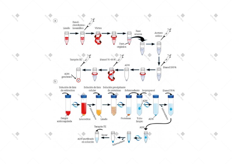 Esquema de Purificación de ADN Genómico Por El Método de Precipitación ...